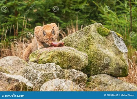 Female Eurasian Lynx Lynx Lynx Sniffs A Piece Of Meat Laid On A Rock
