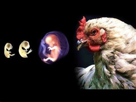 Scientists Create Human Chicken Hybrid For Embryonic Research Youtube