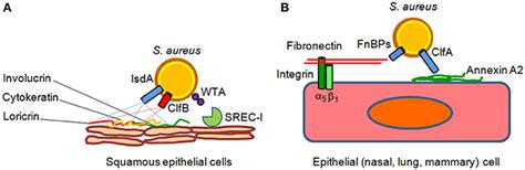 Frontiers Staphylococcus Aureus Manipulates Innate Immunity Through Own And Host Expressed