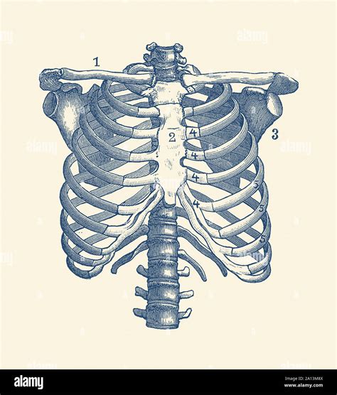 Rib Cage Diagram Thorax Anatomy