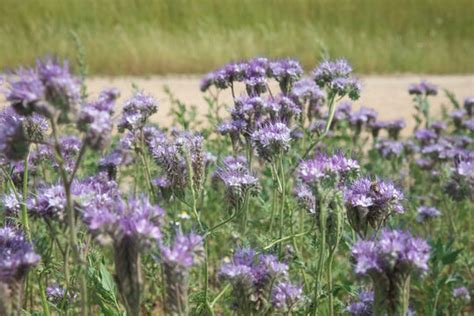 Imágenes De Facelia Descubre Bancos De Fotos Ilustraciones Vectores Y Vídeos De 287 Adobe Stock