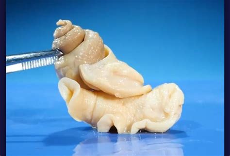 Thanks I Hate Shell Less Snail Rtihi