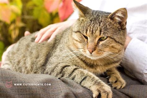 A Comprehensive Guide To Cat Health At Every Age