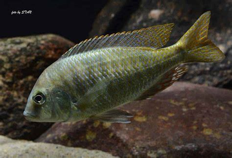 Trematocranus Placodon