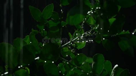 Objects And Outdoor Stock Video Video Of Garden Leaves 270078493