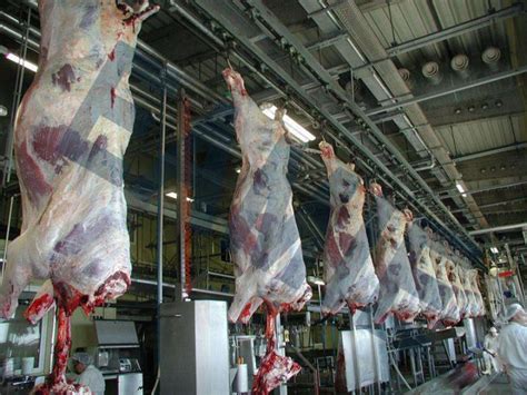 Carcass Processing Step Moving Conveyor Eamie