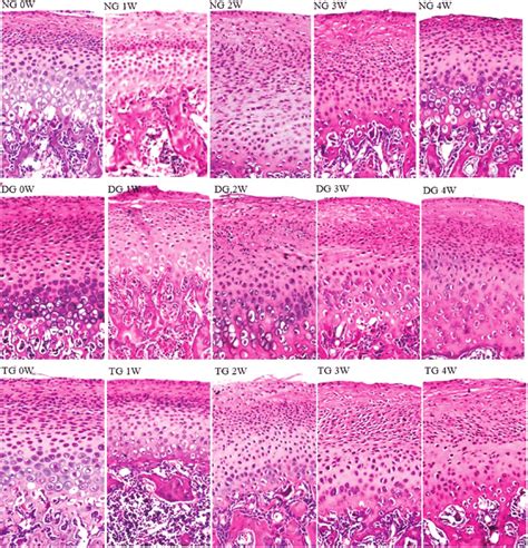 Histological Overview Of The Central Section Of The Mandibular Condyle Download Scientific