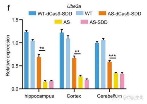 周昌阳杨辉熊志奇黄行许团队开发新型表观遗传编辑工具，有效缓解天使综合征小鼠模型症状 知乎