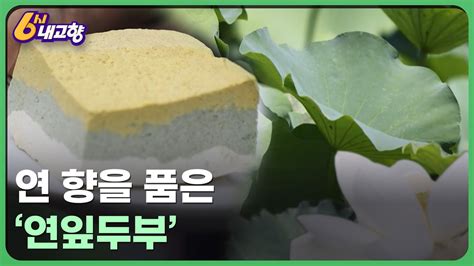 연 향을 품은 연잎두부 전북특별자치도 진안 6시 내고향 250619 Youtube