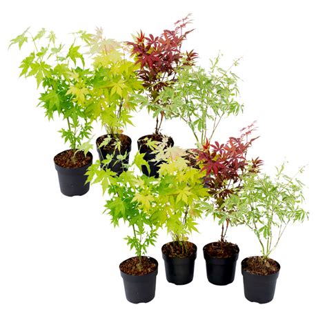 Japanse Esdoorn Set Van 8 Acer Palmatum Hoogte