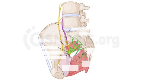 Sacral Lymph Nodes