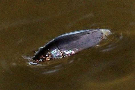 Which Waterbug Dineutus Bugguidenet