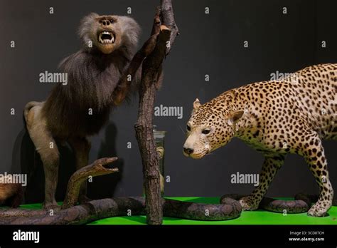Stuffed Python Leopard And Baboon Monkey Primate Civic Museum Of