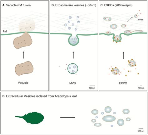 Reviews Conventional And Unconventional Protein Secretion Plantae