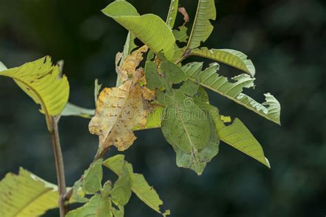 Dead Leaf Mantis Leaf Locust Eating Guava Leaves Stock Image Image