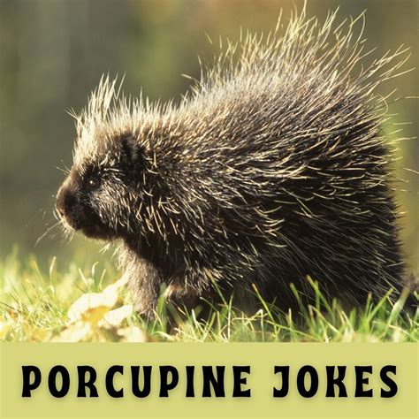 Porcupine Jokes Absolutely Jokes And Puns