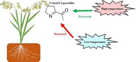 Regulation Of 2 Acetyl 1 Pyrroline Content In Fragrant Rice Under