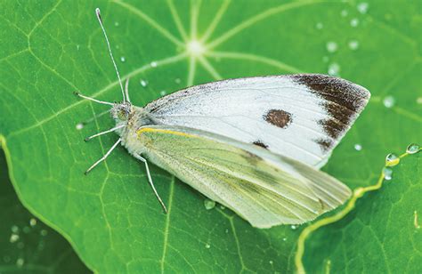 White Cabbage Moth Cabbage Butterfly