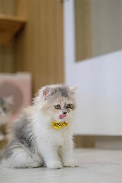 ดิ Wink Grooming And Hotel โรงแรมแมว สปาและอาบน้ำตัดขนแมว