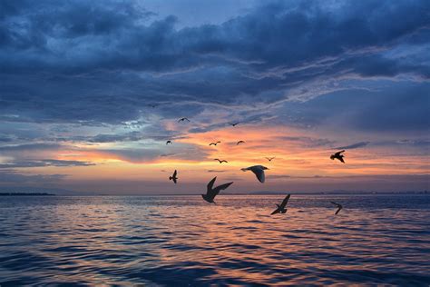 200 Birds Flying Wallpapers 200 Birds Flying Wallpapers