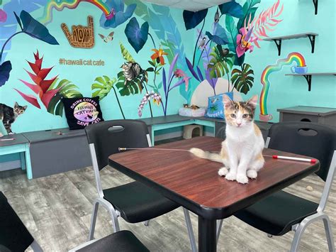 Cat Cafes The 50 Best Coffee Shops With Cats In The United States