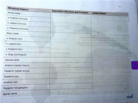 Solved Structural Feature White Matter Anterior Funiculus Lateral Funiculus Posterior Funiculus