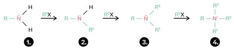Reactions Of Amines Chemistry Explanation And Exercises Evulpo