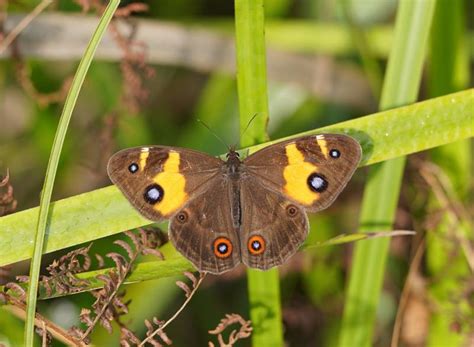 Polydrusus Fulvicornis Obryzg żółtorogi Insektarium