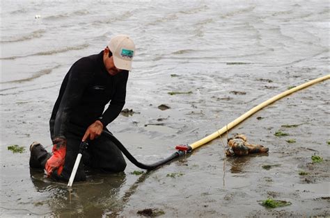 Effects Of Geoduck Aquaculture On The Environment—a Synthesis Of