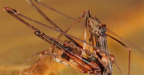Species New To Science Arachnida • 2018 A Review Of The Madagascan