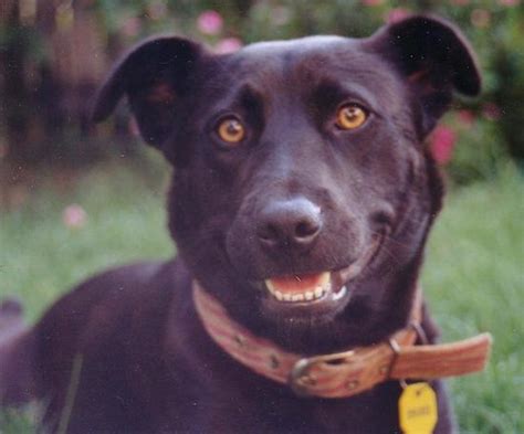 Australian Kelpie Lab Mix