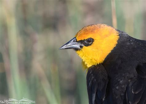 Urban Male Yellow Headed Blackbird Portraits Mia Mcphersons On The