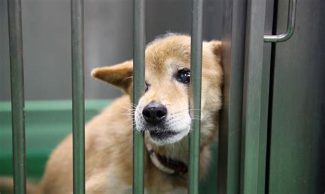 殺処分された動物の骨に咲く花