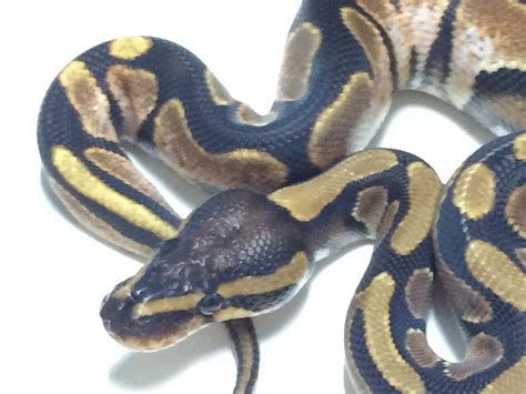 Calico Ball Python For Sale Live Arrival Guarantee Xyzreptiles