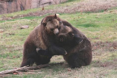 How Fast Can A Grizzly Bear Run Online Field Guide