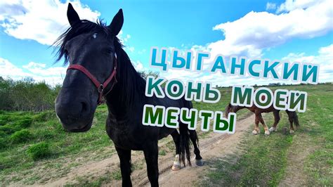 Цыганский конь моей мечты Кони на выгуле свалка и смоленские красоты