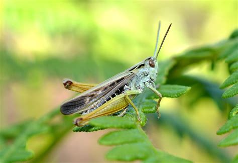 What Species Of Grasshopper Is This Spotted In Scotland Uk R