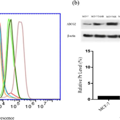Abcg2 Protein Expression In Mcf 7 Mcf 7 Tamr And Mcf 7 Mx Cells A