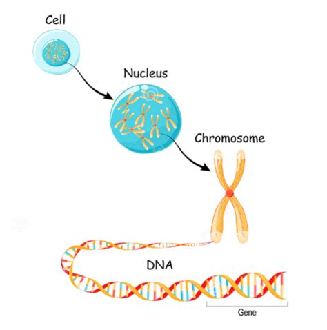 A Genome Wide Study On Misophonia Tinnitus Clinic