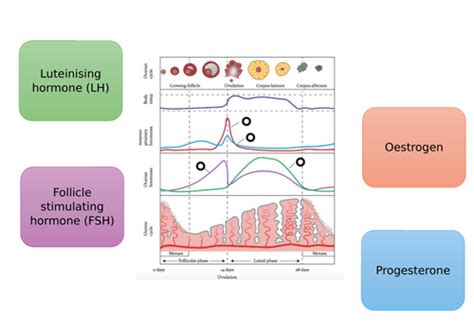 Year 7 Menstrual Cycle Lesson Teaching Resources