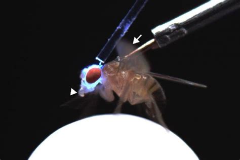 Socialization Alters Fruit Fly Sexuality