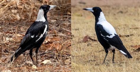Australian Magpie Birds Queensland
