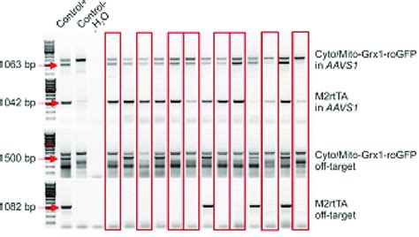 Pcr Screening Of Cell Clones Clones With Insertions Of Transgenes Into