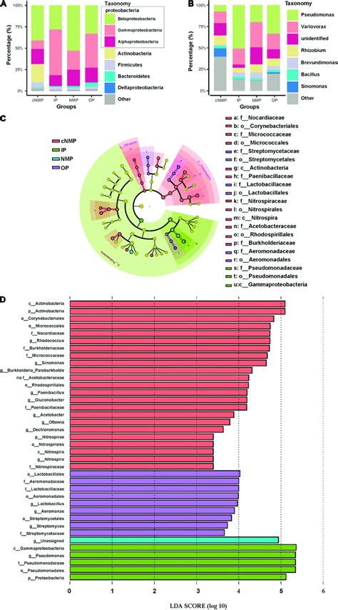 Relative Abundance At A The Phylum Level Proteobacteria At The