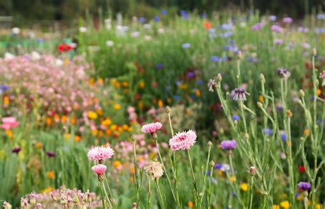 Native Wildflower Meadows Vancouver Bc — Wild Spaces Land Care