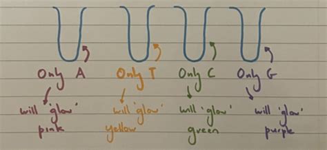 How Is Genegenome Sequencing Done The Chain Termination Method