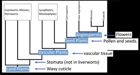 Gymnosperm And Angiosperm Practical Flashcards Quizlet