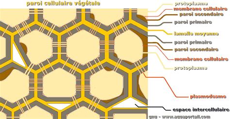 Paroi Cellulaire Définition Et Explications
