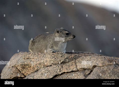 Bush Hyrax Or Yellow Spotted Rock Dassie Heterohyrax Brucei Tanzania