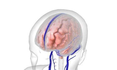 Vascular System Brain